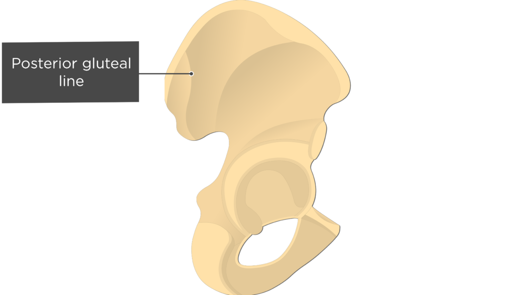 Gluteal Lines Of Ilium