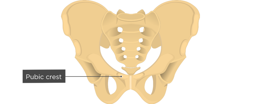 Hip Bone Anatomy | GetBodySmart