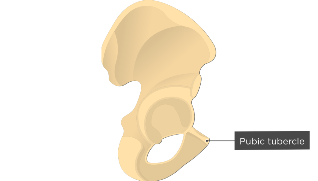 Pubic Tubercle