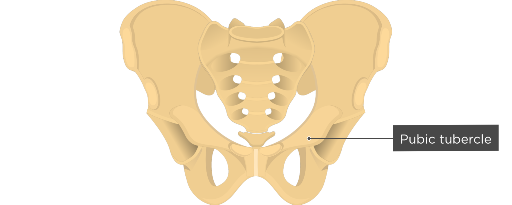 Hip Bone Anatomy | GetBodySmart