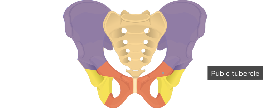 Greater Tubercle Of Femur