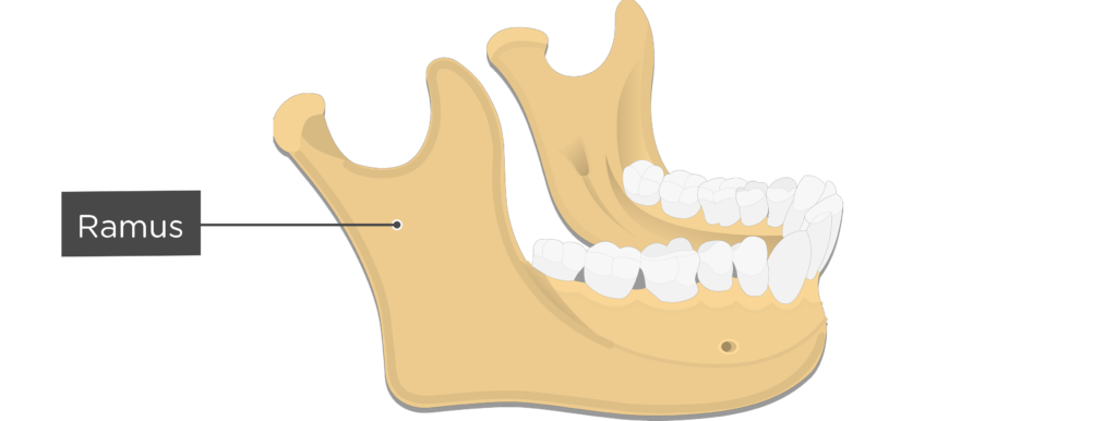 Mandible Bone Unlabeled