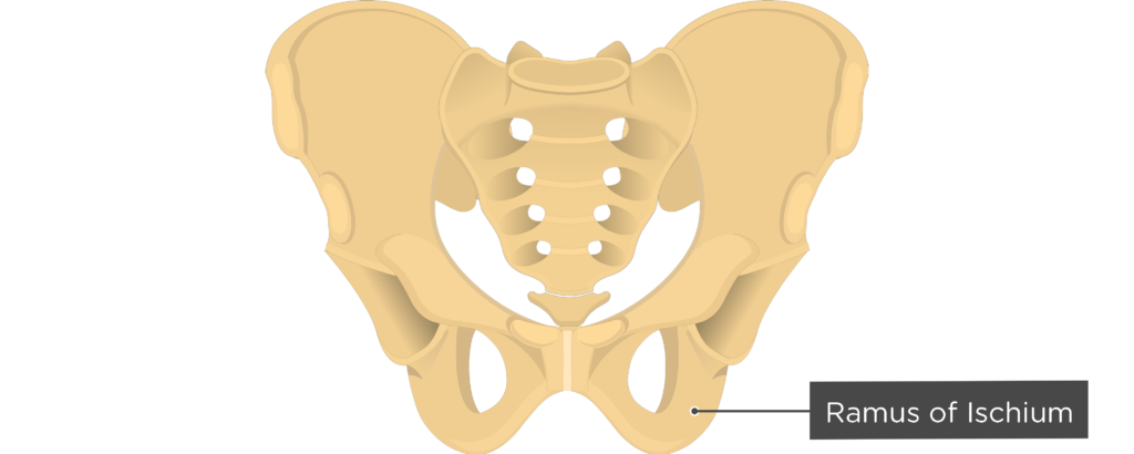 Hip Bone Anatomy | GetBodySmart