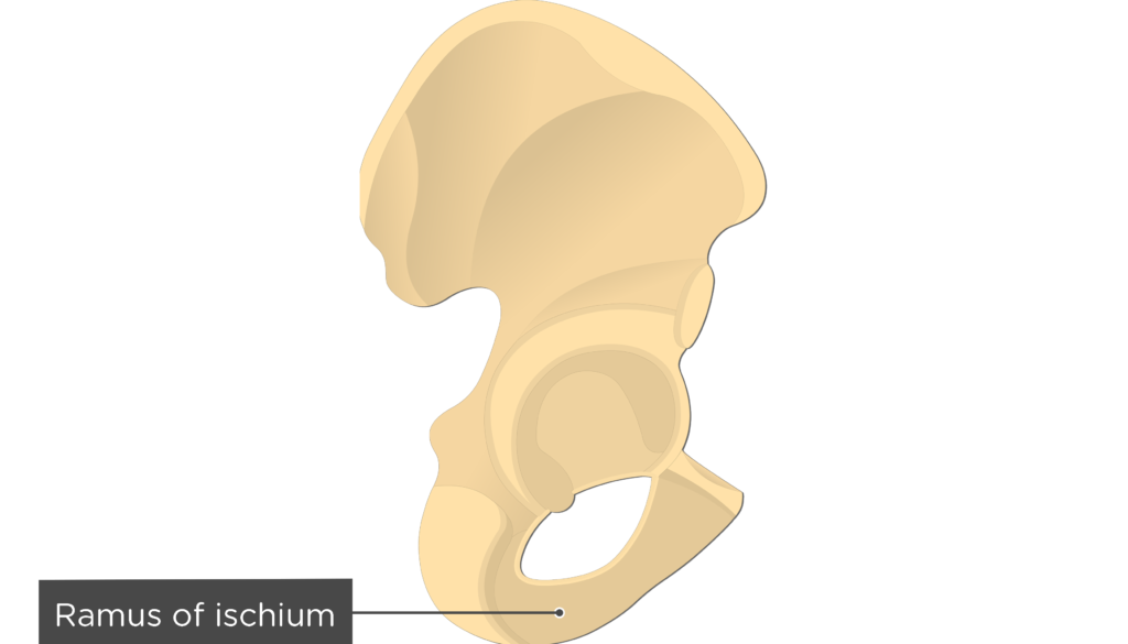 Hip Bone Anatomy | GetBodySmart