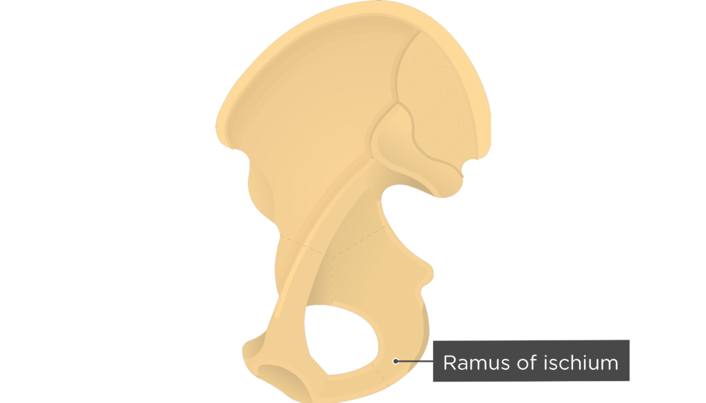 Ischium