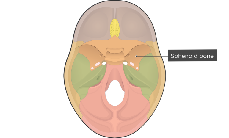 Bones at the base of the skull | GetBodySmart