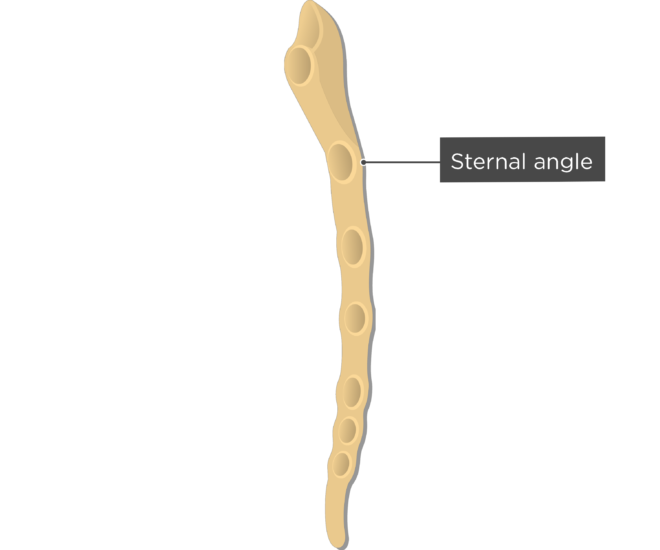 Sternum: anatomy and labeled diagram | GetBodySmart