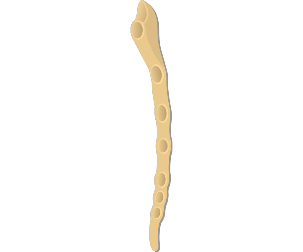 Sternum: anatomy and labeled diagram | GetBodySmart