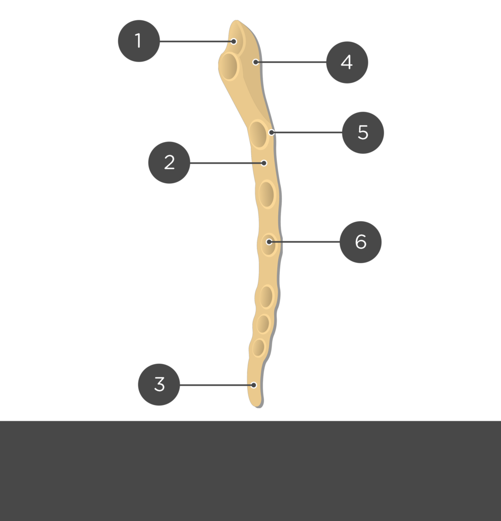Sternum: anatomy and labeled diagram | GetBodySmart