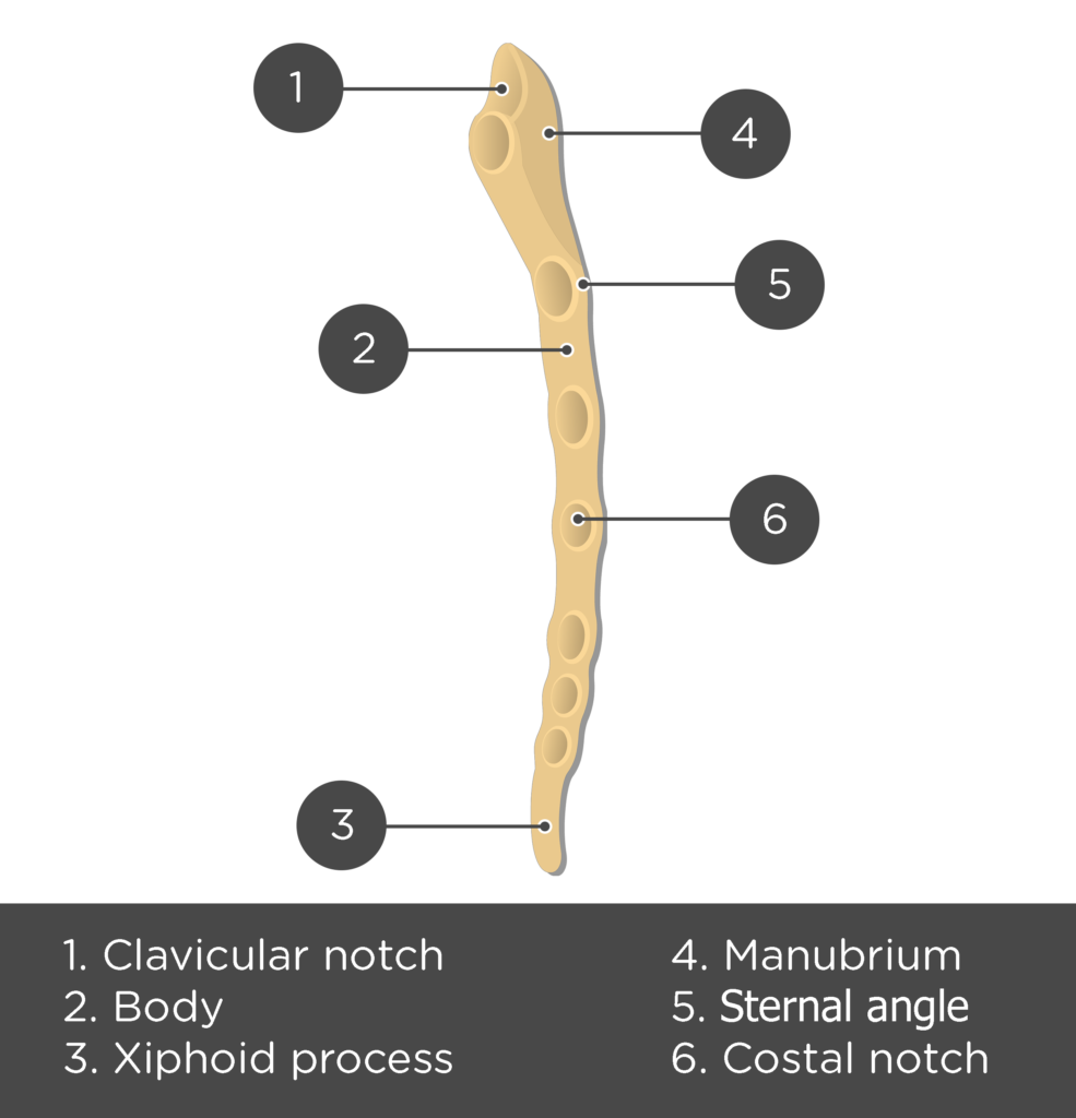 Sternum Bone Markings
