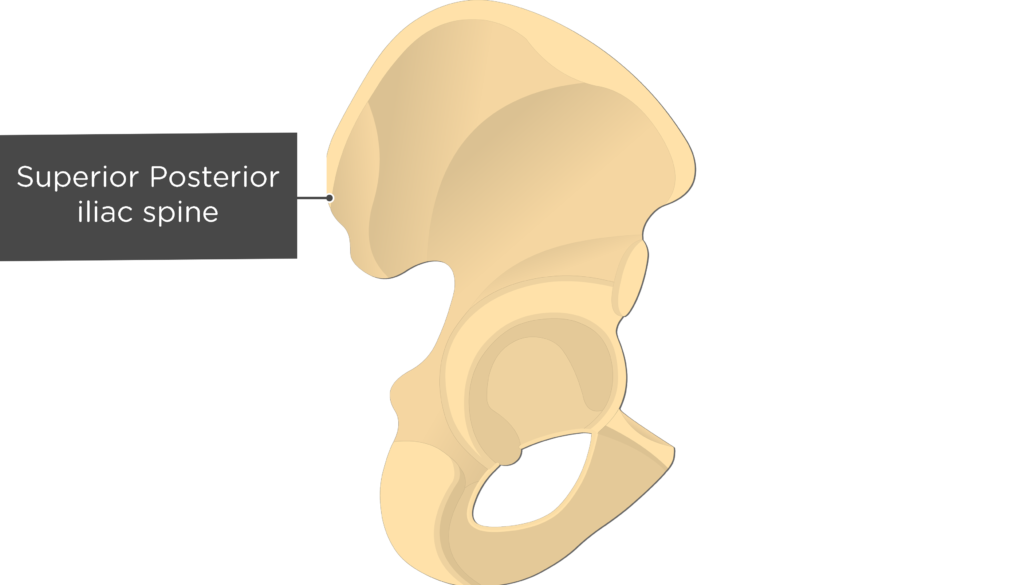 Hip Bone Anatomy | GetBodySmart