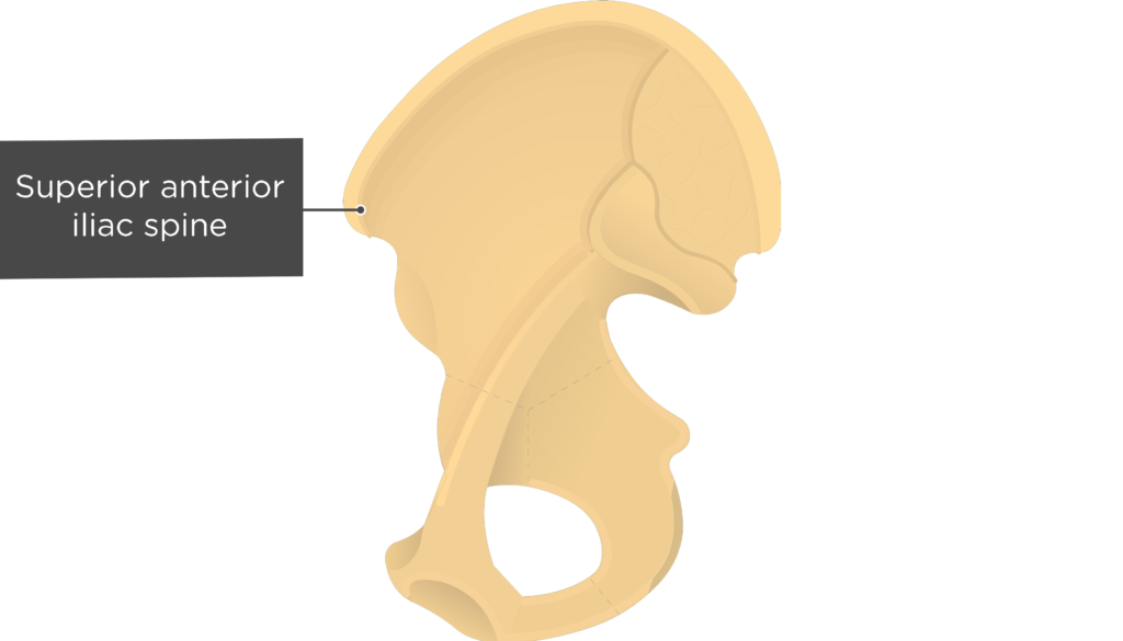 Posterior Superior Iliac Spine