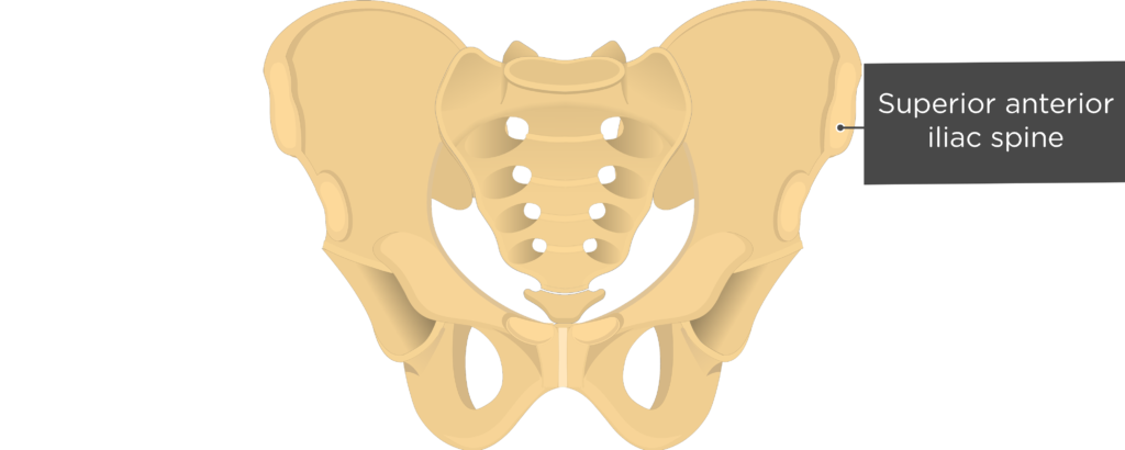 Anterior Inferior Iliac Spine