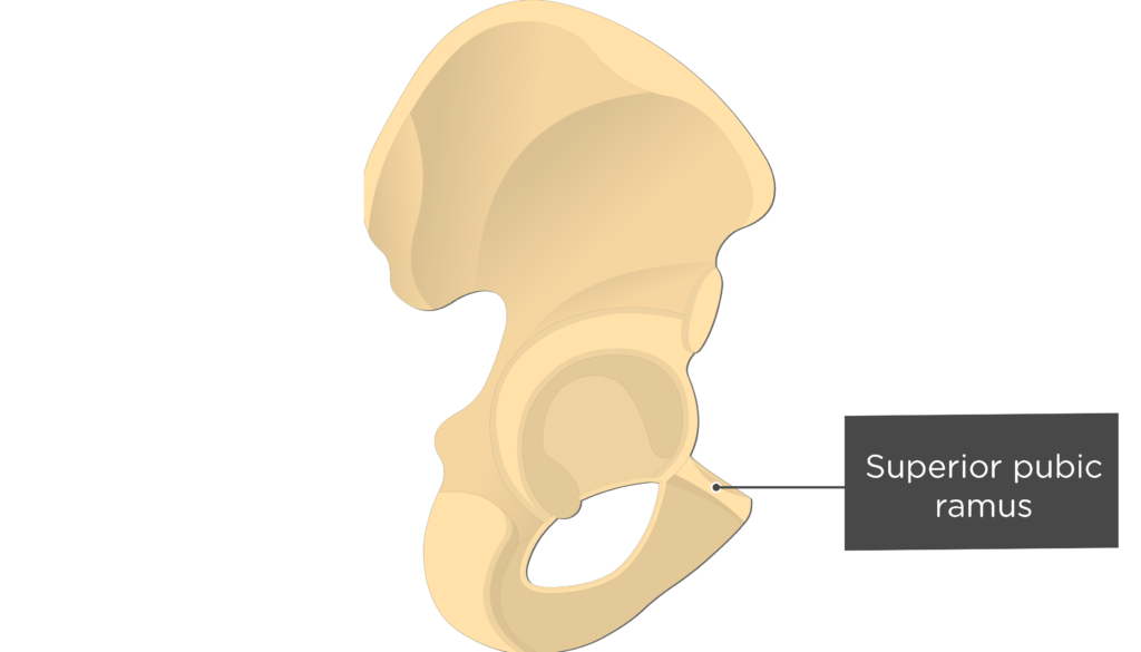 Superior Pubic Ramus
