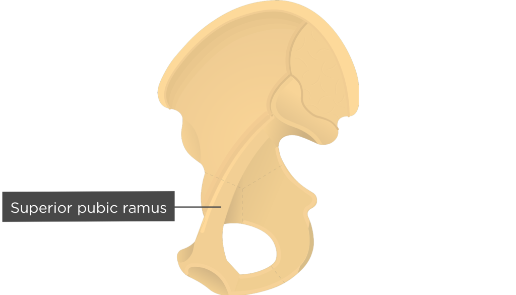 Hip Bone Anatomy | GetBodySmart