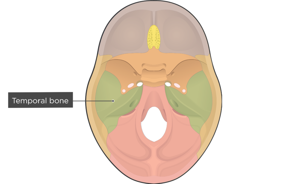 Sphenoid Bone Anatomy Superior View