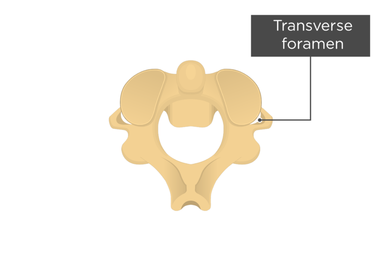 Axis Bone Anatomy