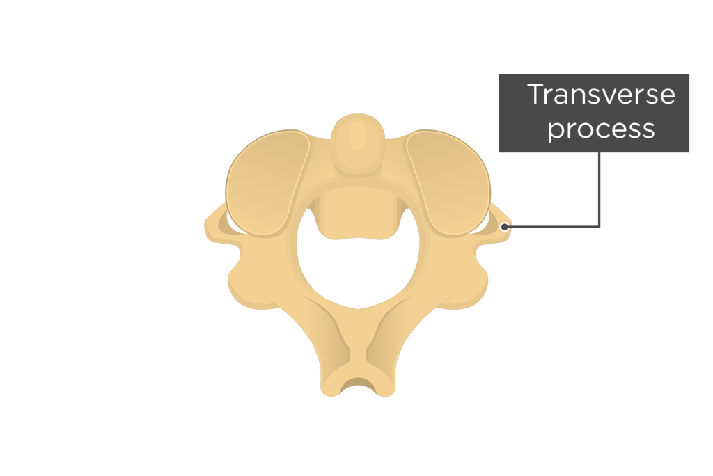 Axis Spinal Bone Cervical | Overview Of Anatomy, Kinesiology And