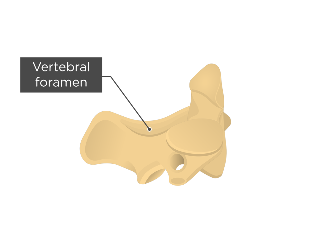 Axis Vertebrae Anatomy Cervical Spine Anatomy | Sport Med School