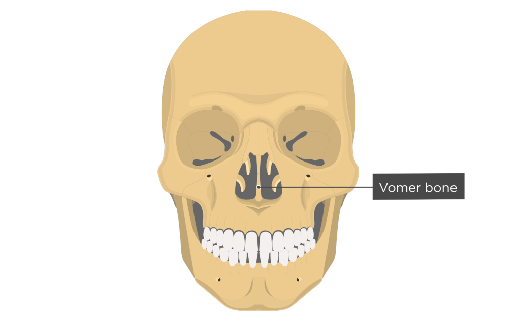 Perpendicular Plate And Vomer