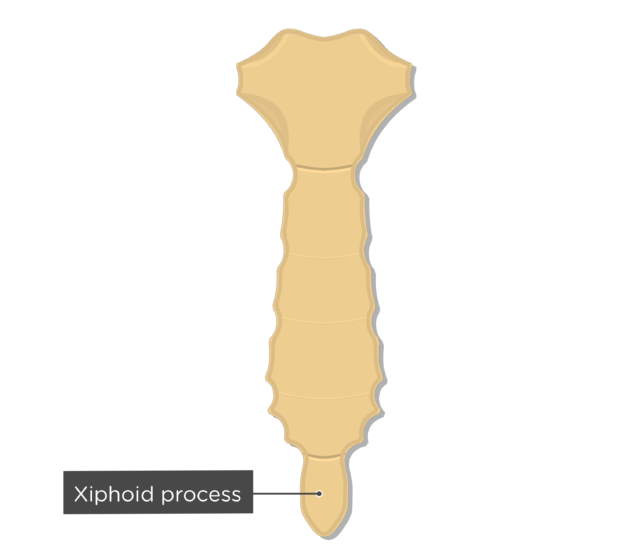 Xiphoid Process Of Sternum