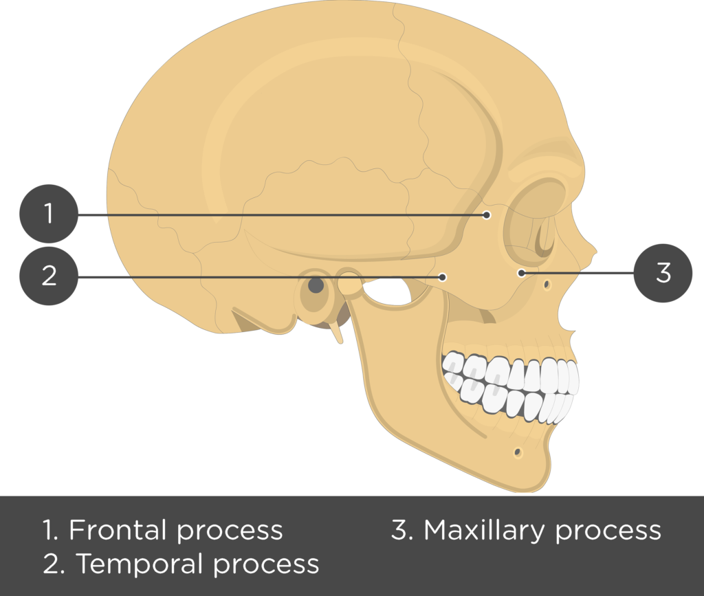 Zygomatic Bone Frontal Process Zygomatic Bones Head And Neck
