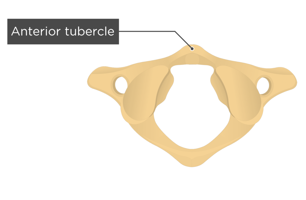 Atlas Bone Anatomy | GetBodySmart