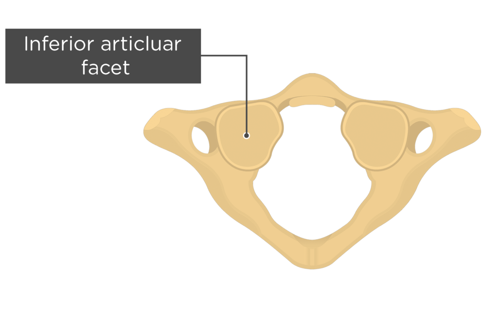 Atlas Bone Anatomy | GetBodySmart