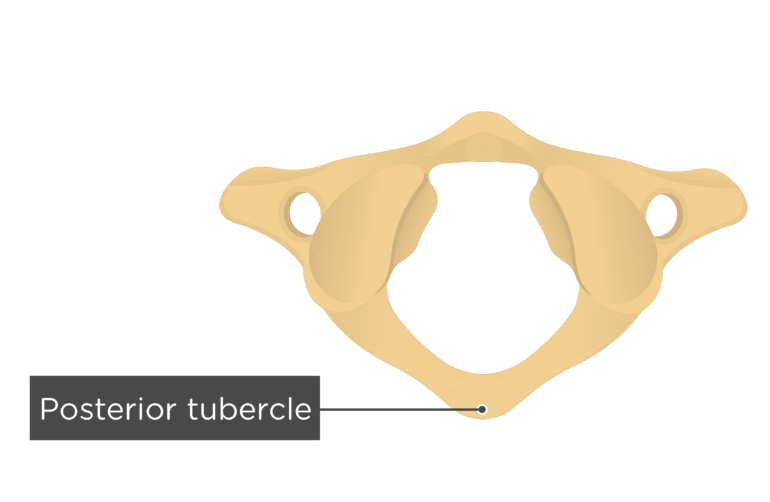 Atlas Bone Anatomy | GetBodySmart