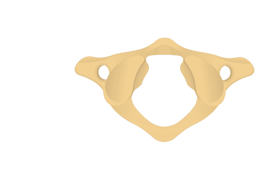 Atlas Bone Anatomy | GetBodySmart