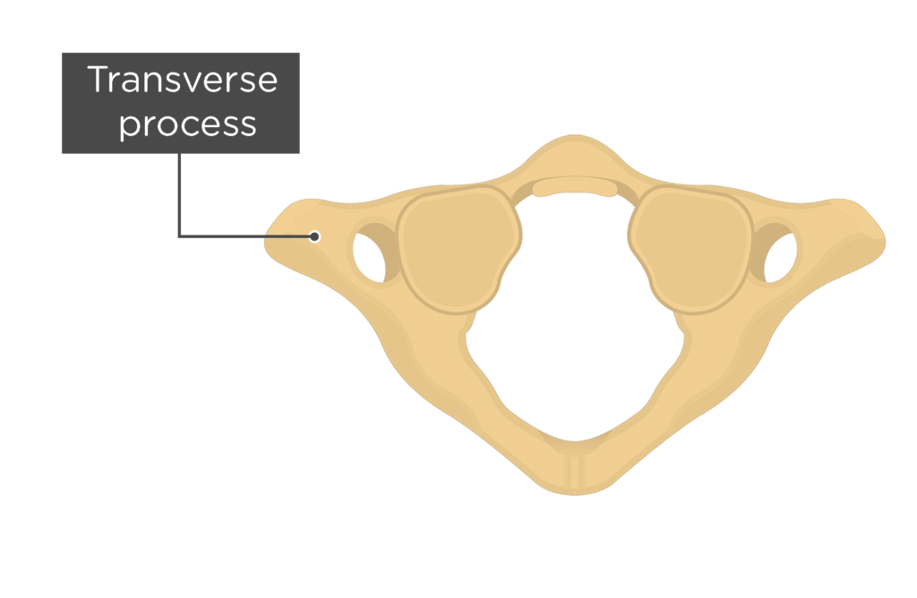 Atlas Bone Anatomy | GetBodySmart