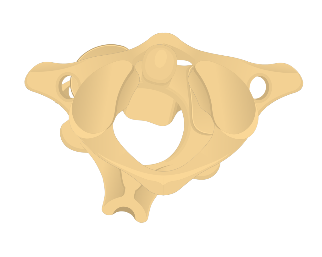 Axis Vertebra Diagram Axis (C2 Vertebra): Anatomy, Functions,