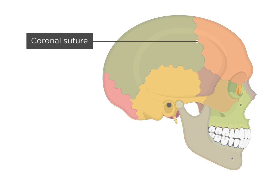 Skull Suture Anatomy