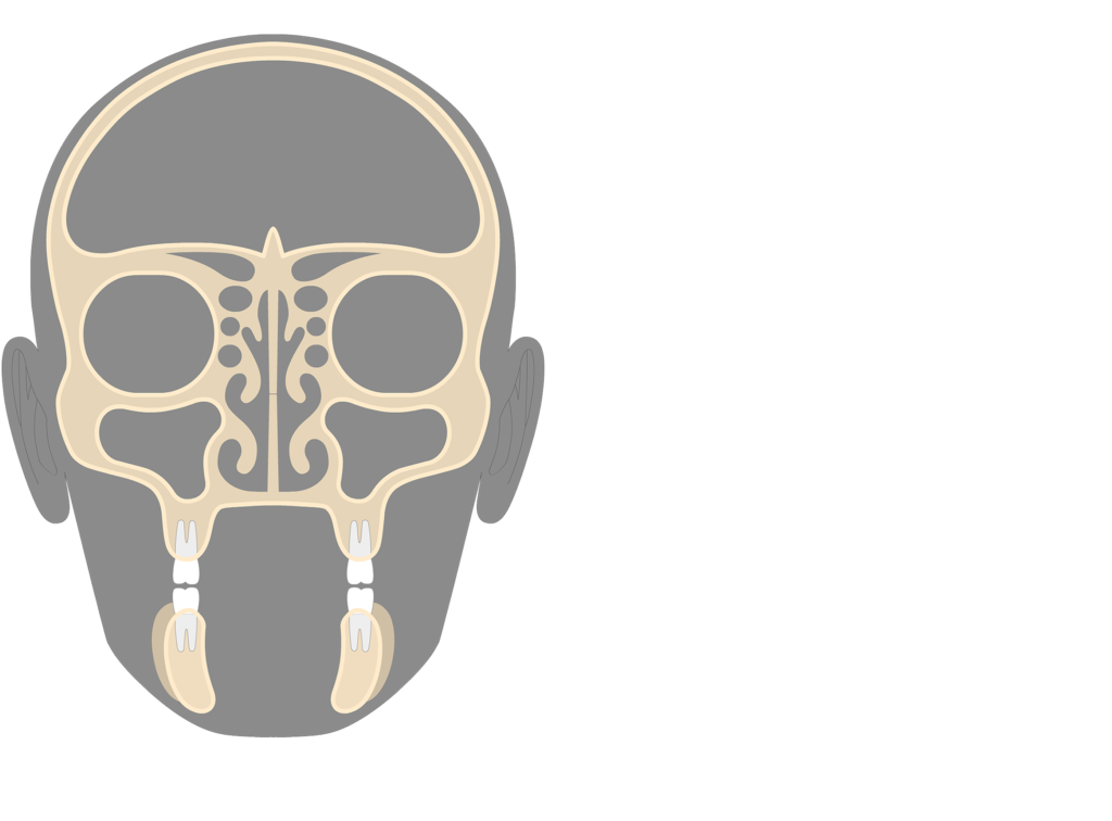 Frontal Bone Anatomy | GetBodySmart