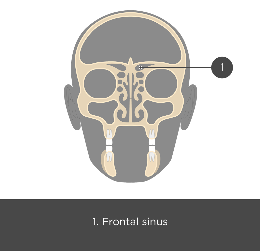 Frontal Bone Anatomy | GetBodySmart