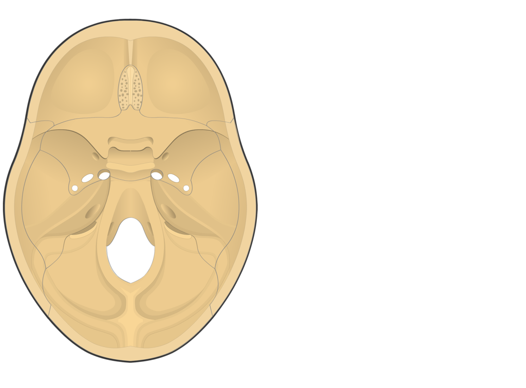 Frontal Bone Anatomy | GetBodySmart
