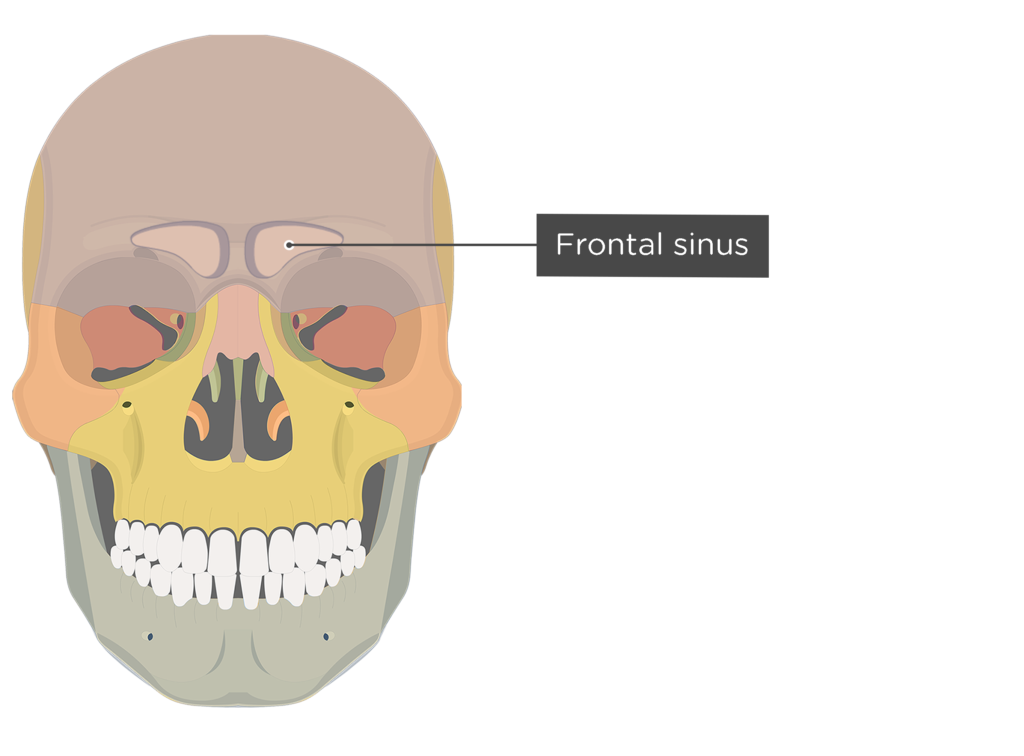 Frontal Bone Anatomy | GetBodySmart
