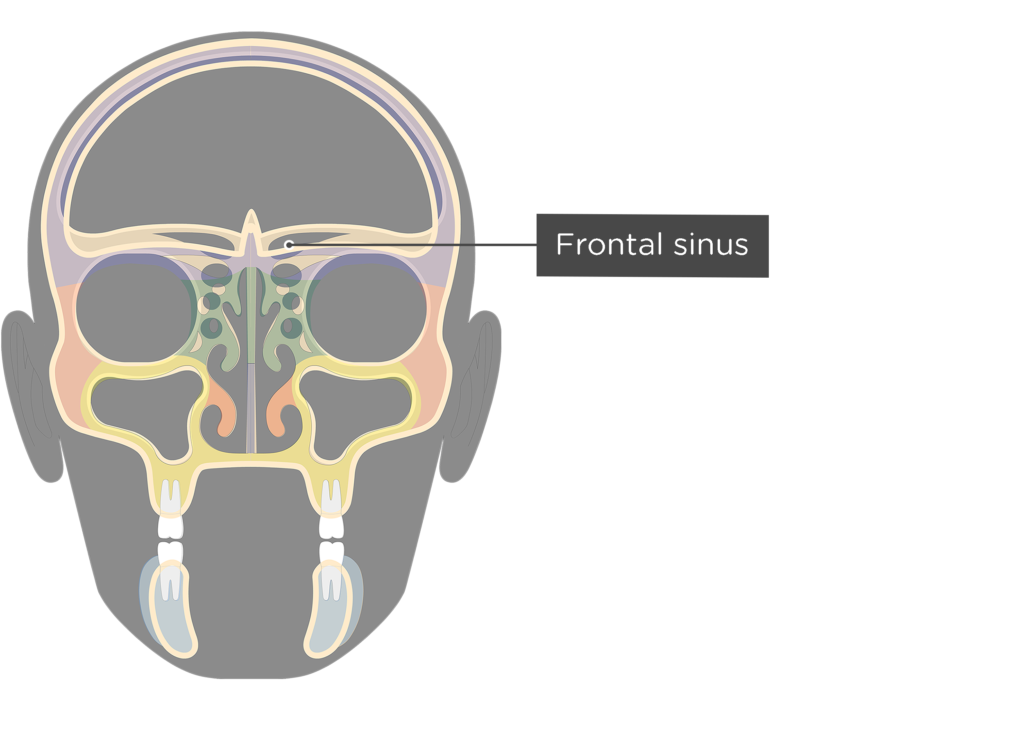 Frontal Bone Anatomy | GetBodySmart