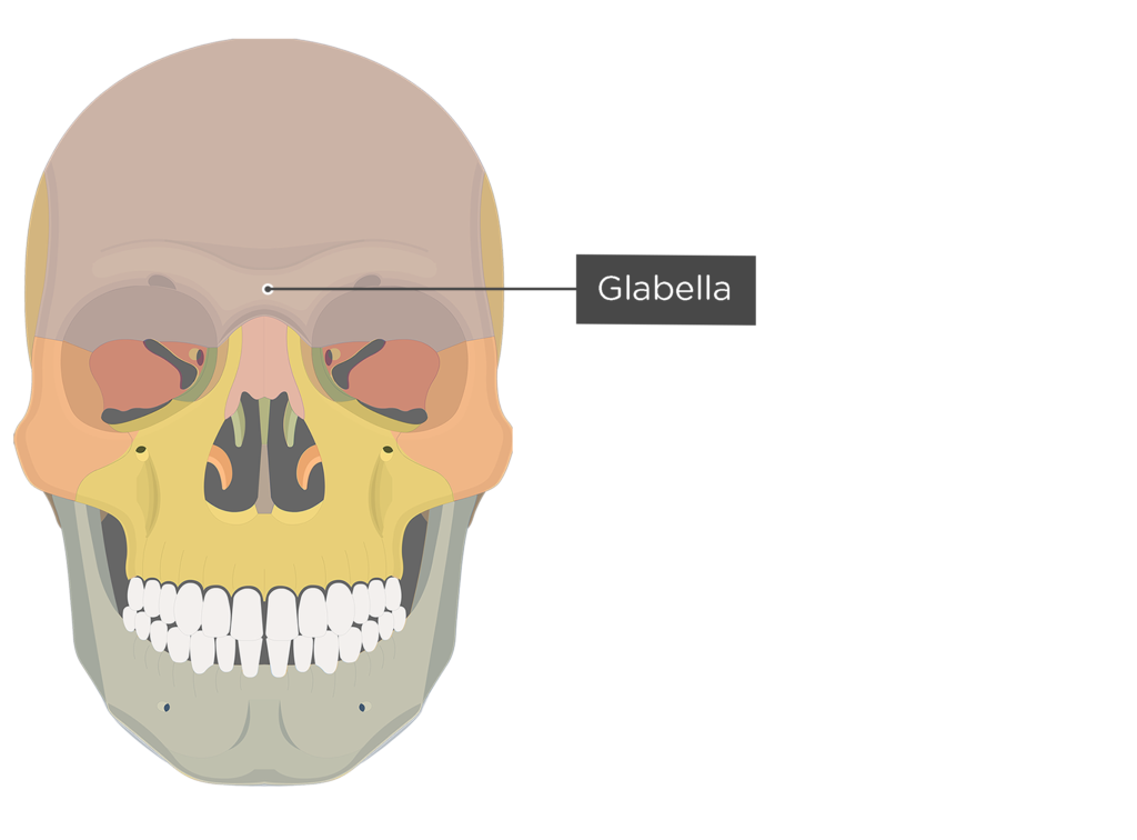 Frontal Bone Anatomy | GetBodySmart