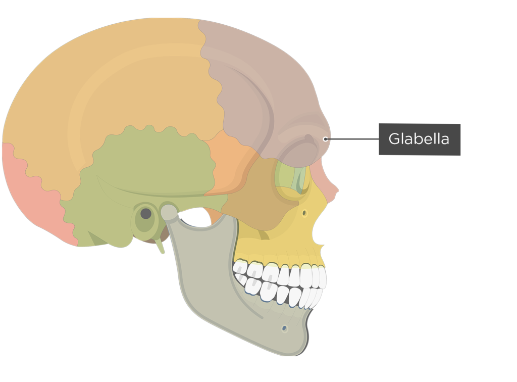 Frontal Bone Anatomy | GetBodySmart