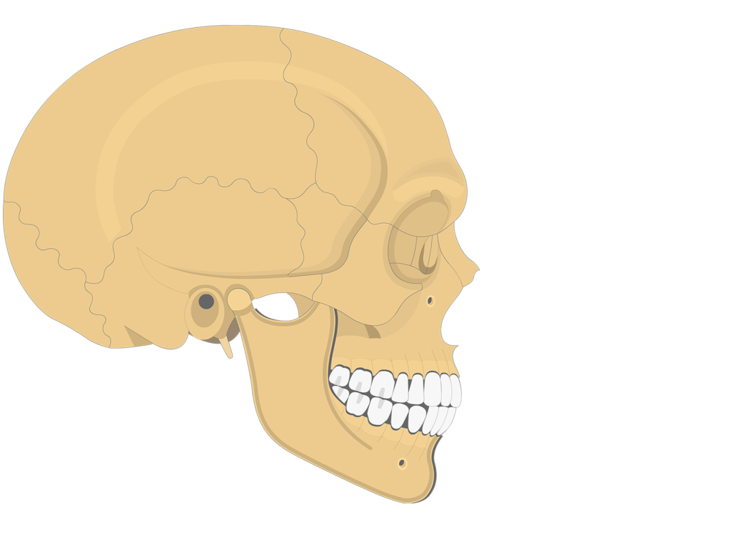 Frontal Bone Anatomy | GetBodySmart