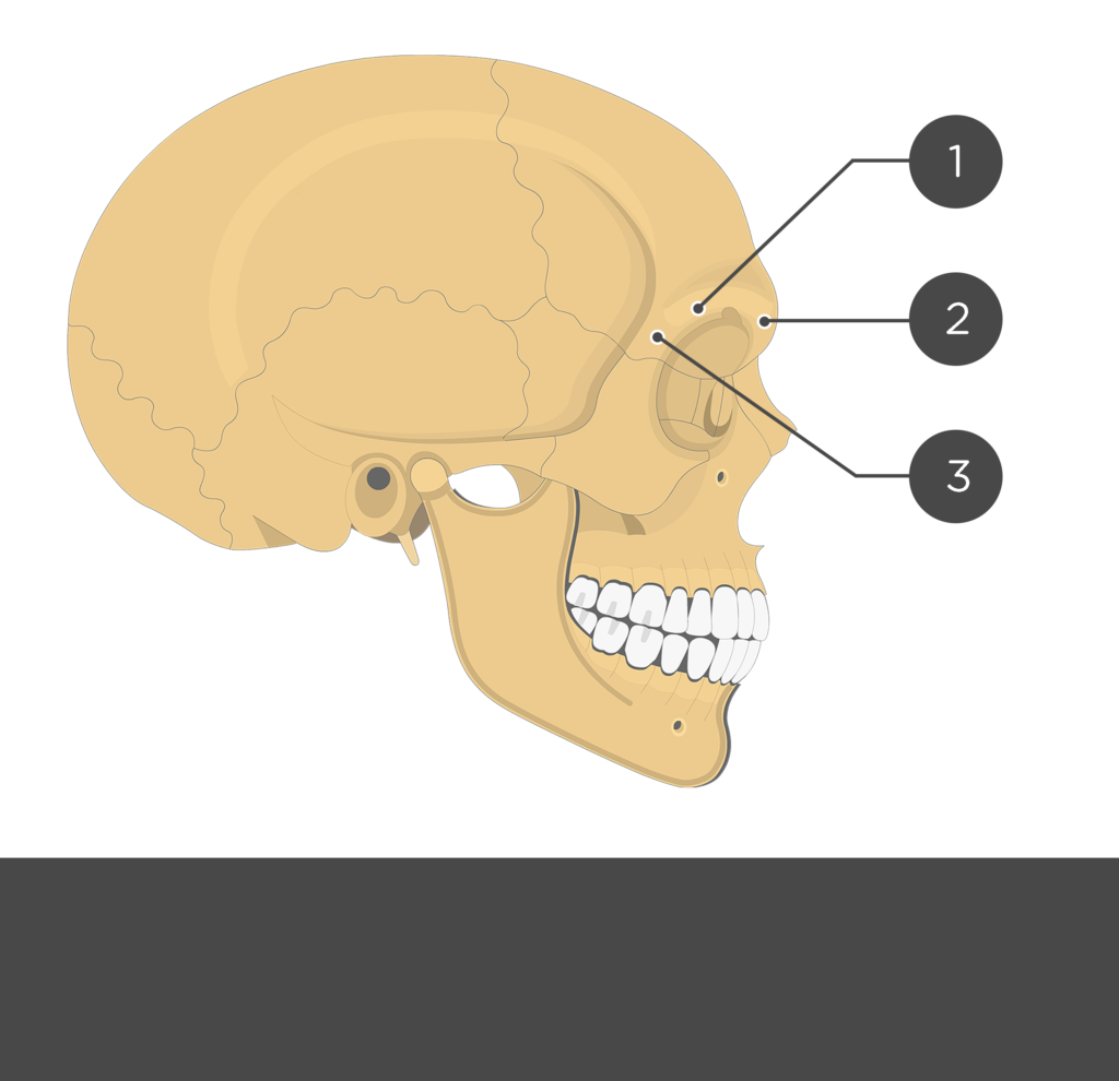 Skull Anatomy Anterior And Lateral Views Of The Skull Kenhub