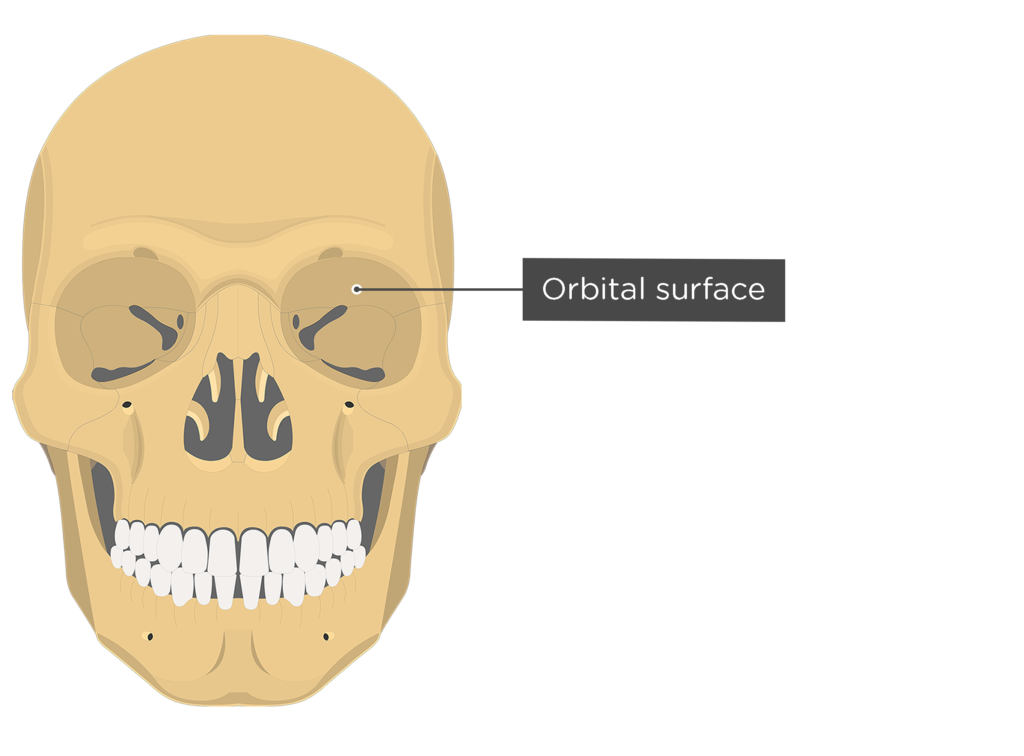 Orbits Skull