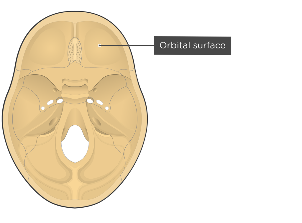 Frontal Bone Anatomy | GetBodySmart
