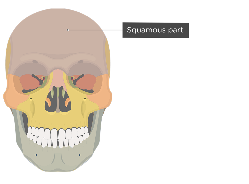 Horizontal Plate Skull