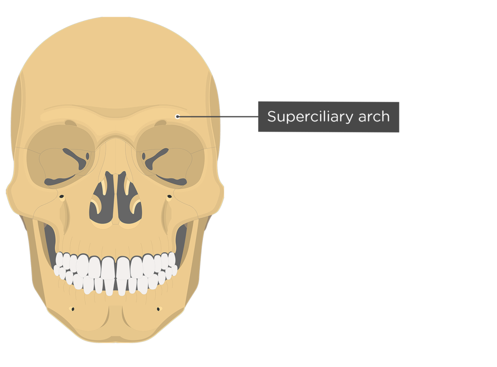 Superciliary Arch