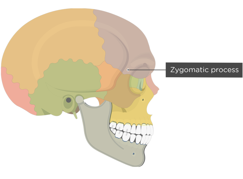 Frontal Bone Labeled