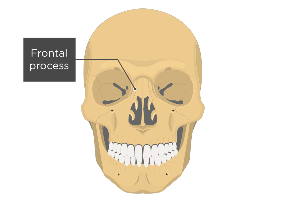 Maxillary Process