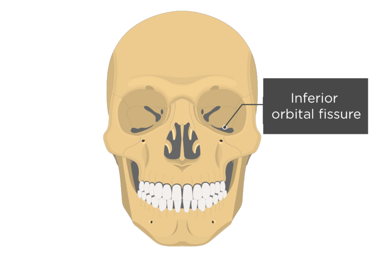 Maxilla bone: anatomy and diagram | GetBodySmart