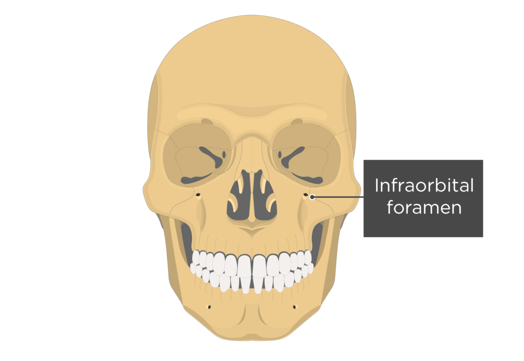 Infraorbital Foramen Of Maxilla